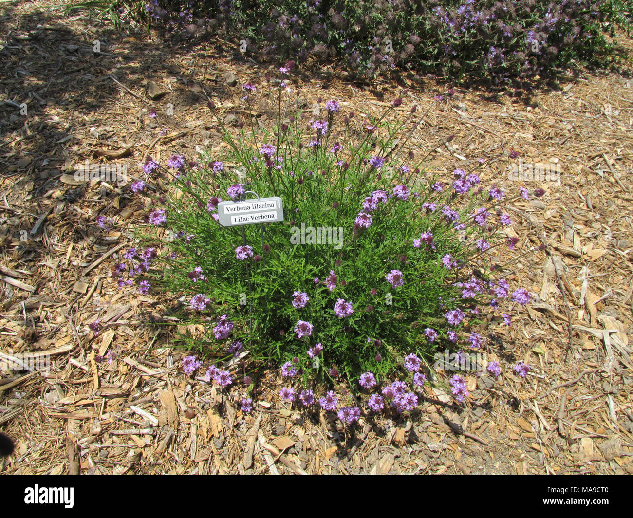 Lilac verbena. Plants like this native Lilac verbena have a root ...