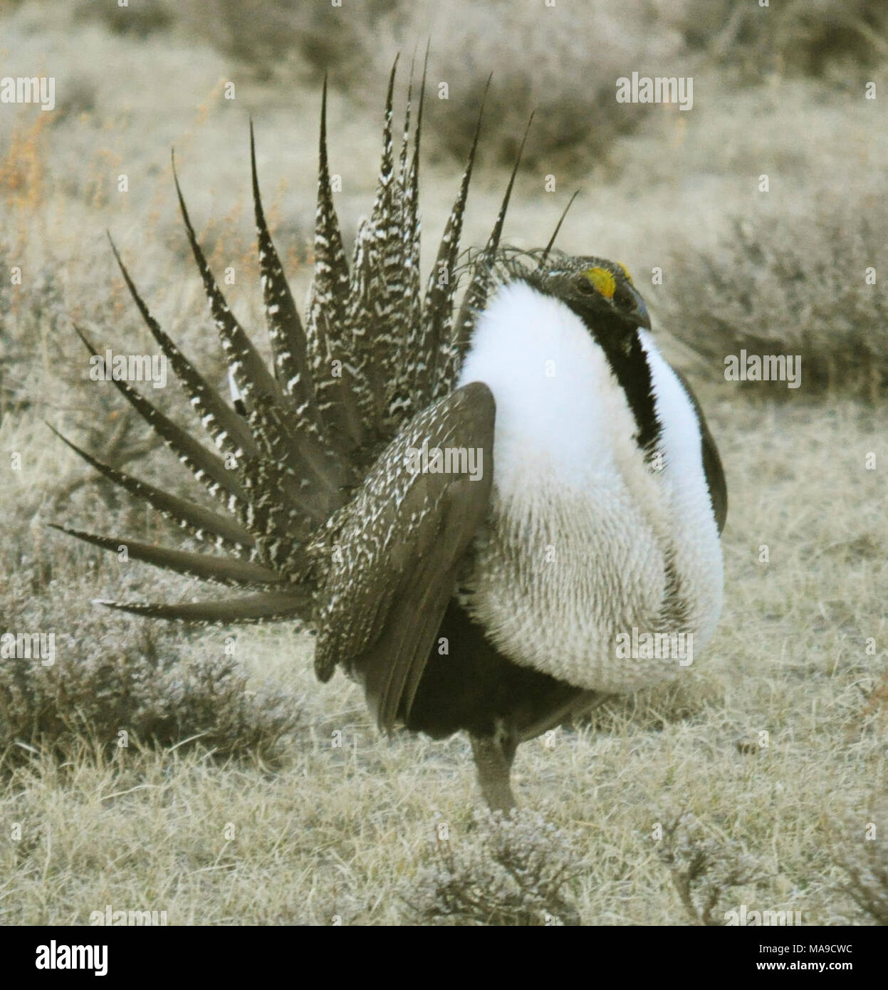 Male Greater Sage-Grouse. Male greater sage-grouse struts to attract ...