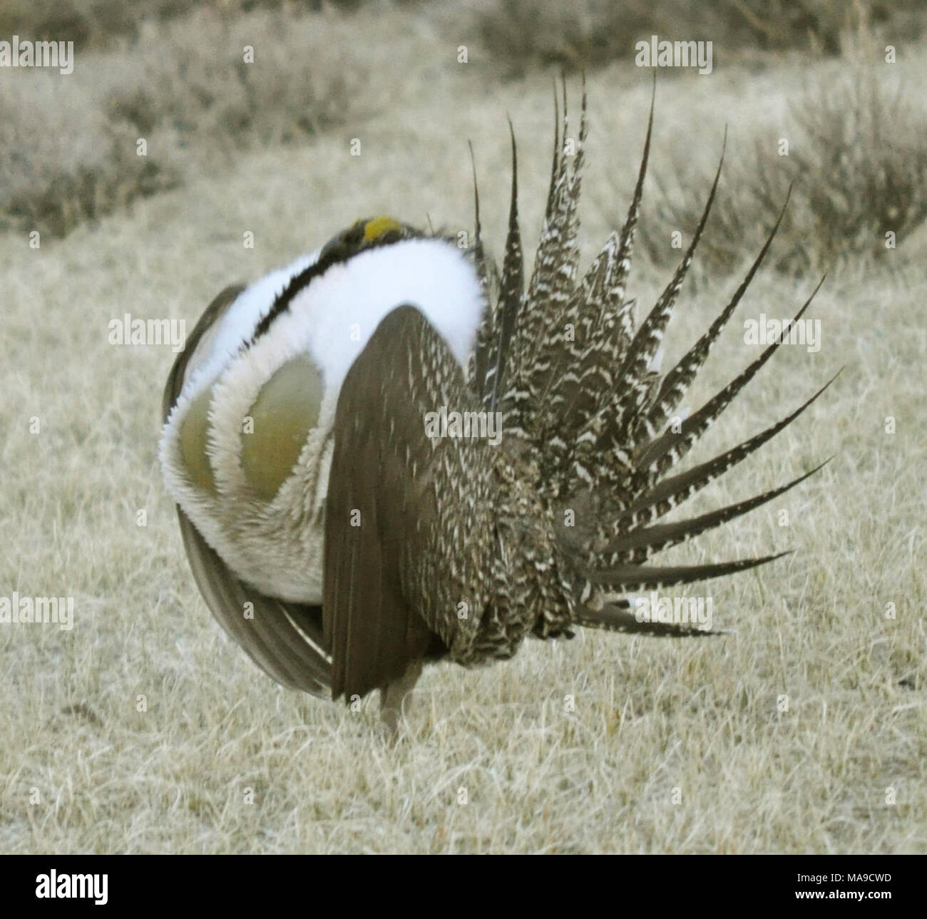 Male Greater Sage-Grouse. Male greater sage-grouse struts to attract ...