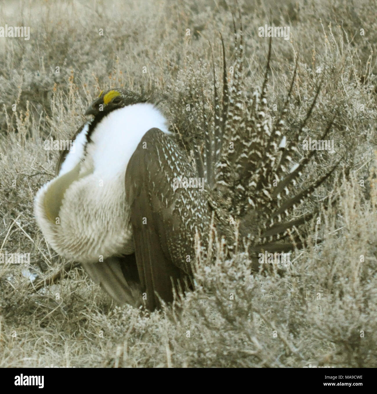 Male Greater Sage-Grouse. Male greater sage-grouse struts to attract ...