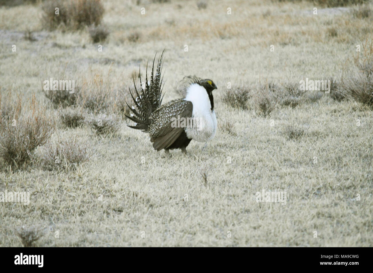 Male Greater Sage-Grouse. Male greater sage-grouse struts to attract ...