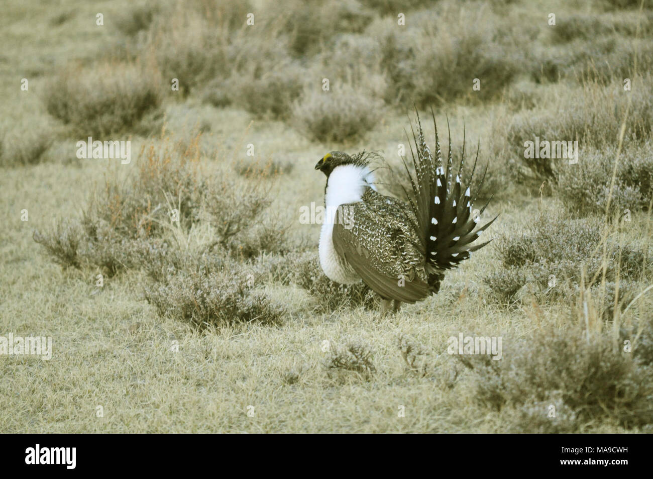 Male Greater Sage-Grouse. Male greater sage-grouse struts at lek ...