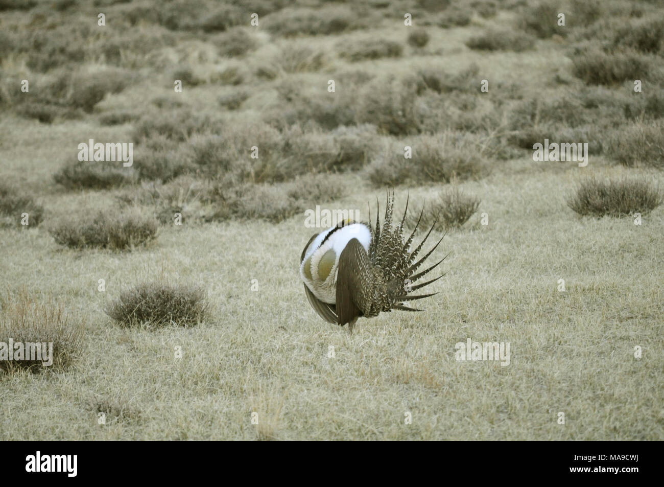 Male Greater Sage-Grouse. Male greater sage-grouse struts at lek ...