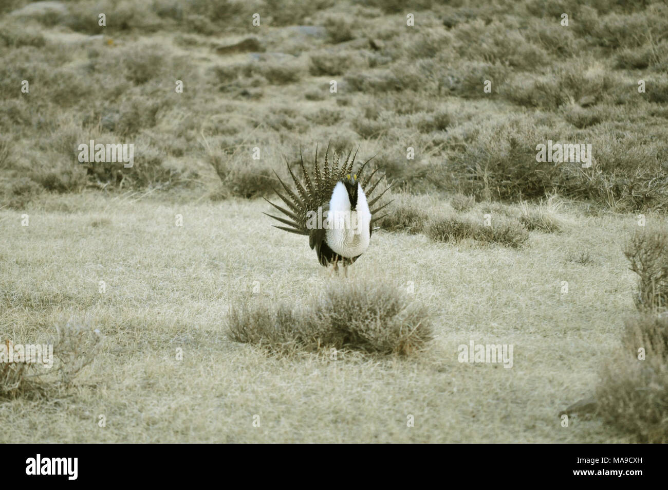 Male Greater Sage-Grouse. Male greater sage-grouse struts at lek ...