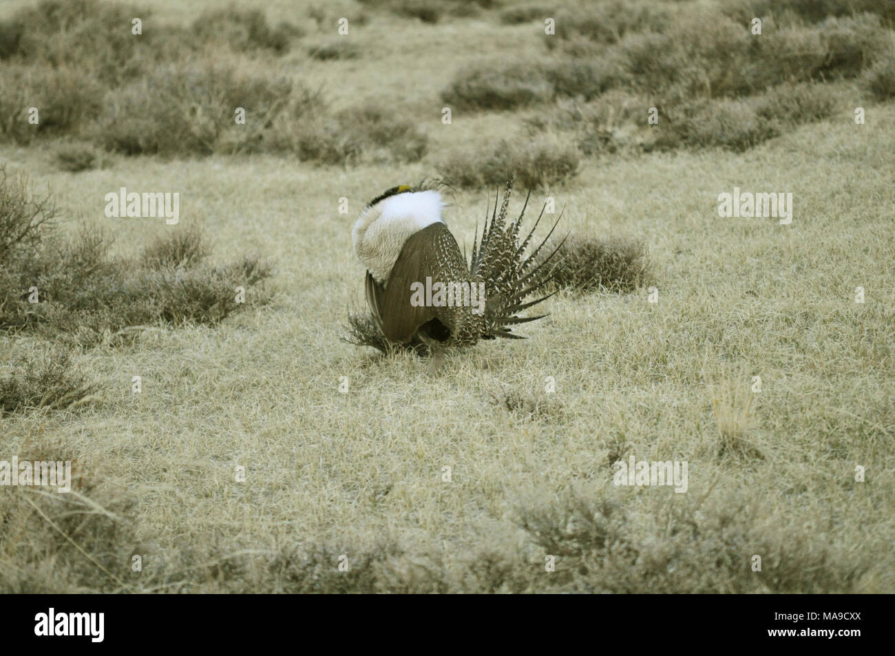 Male Greater Sage-Grouse. Male greater sage-grouse struts at lek ...