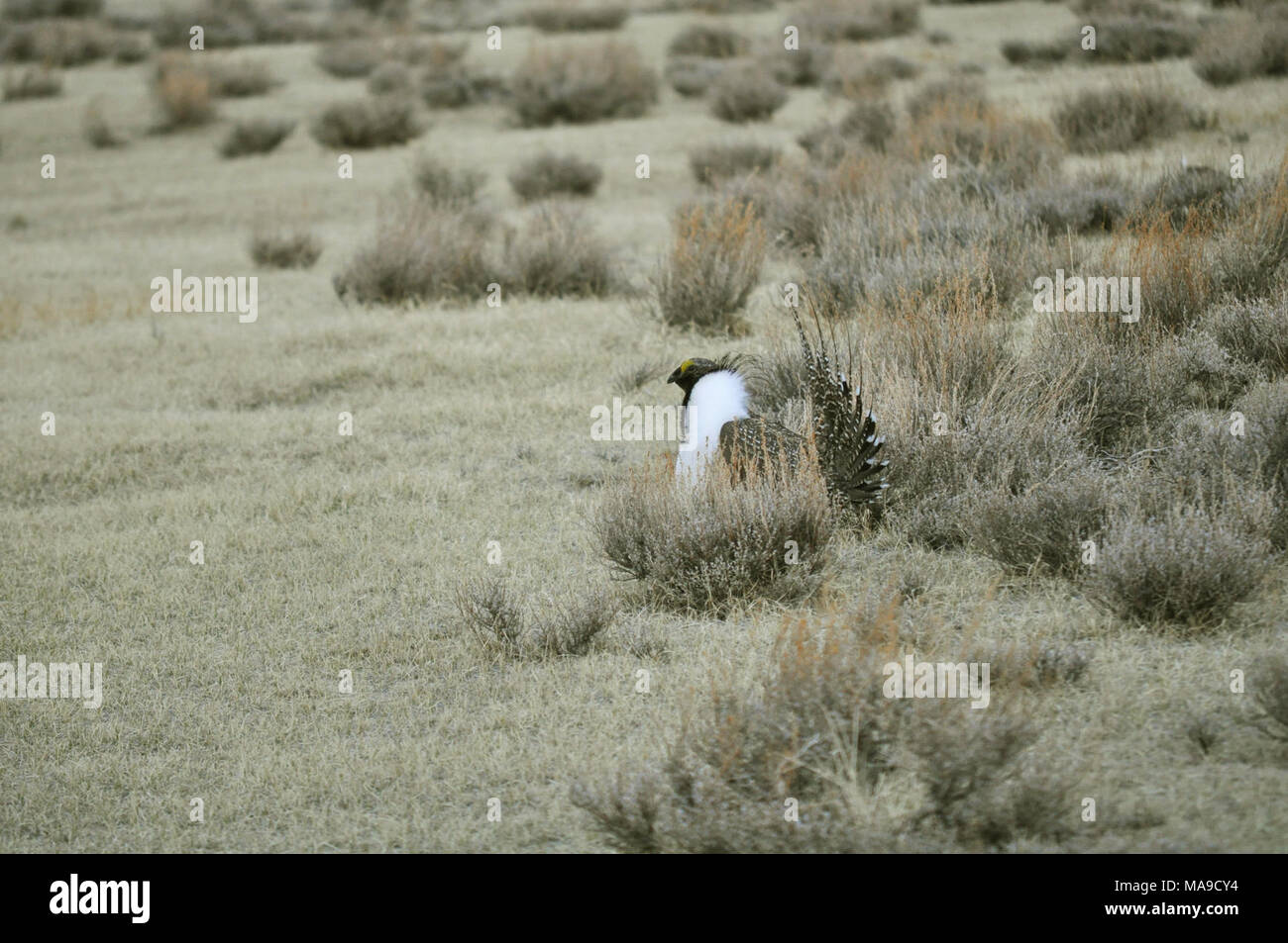 Male Greater Sage-Grouse. Male greater sage-grouse struts at lek ...