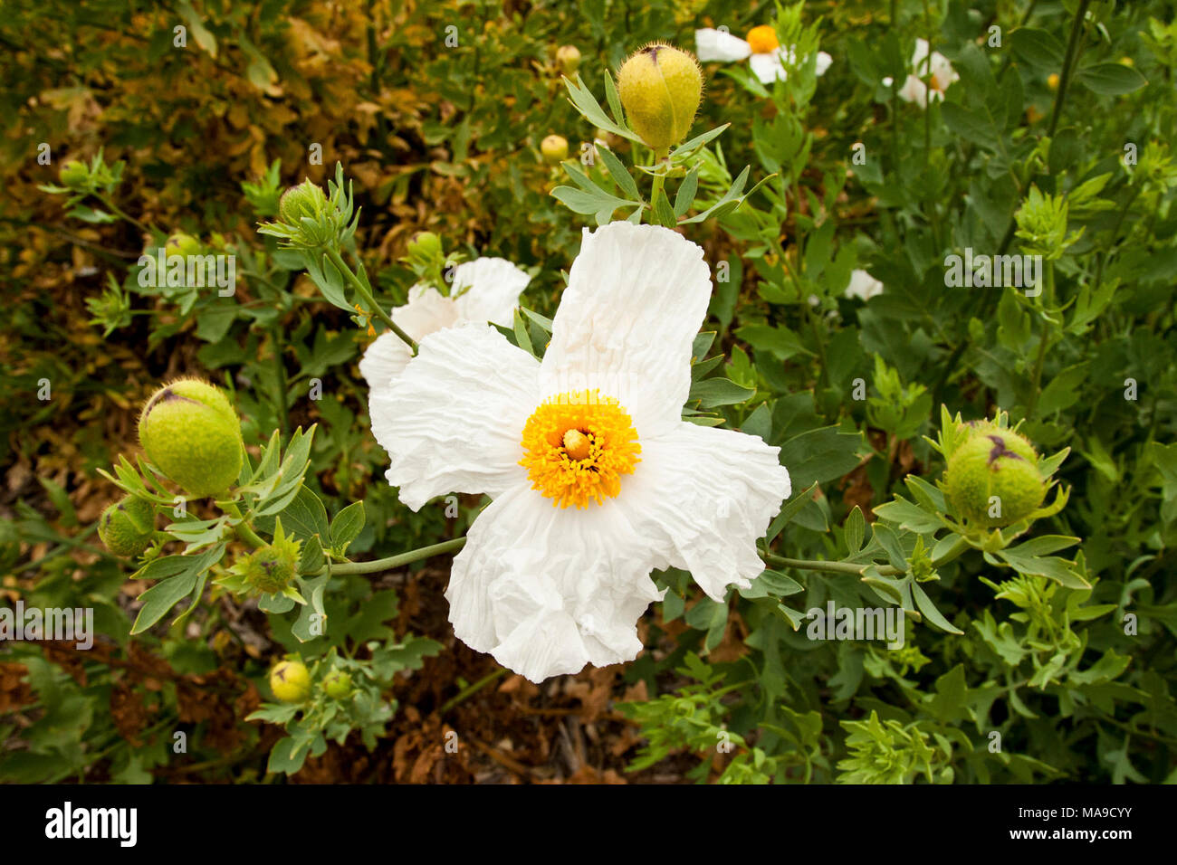 Matilija poppy (Romneya coulteri Stock Photo - Alamy
