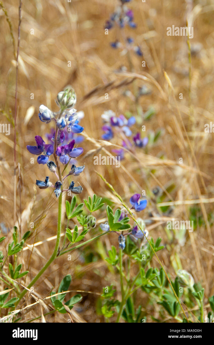 Mission Blue Butterfly Host plant - Lupin (2-sm). The endangered ...