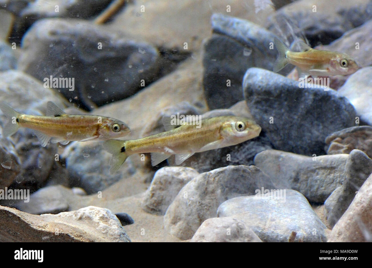 Moapa dace. The endangered Moapa dace. Listed in 1967, the Moapa dace ...