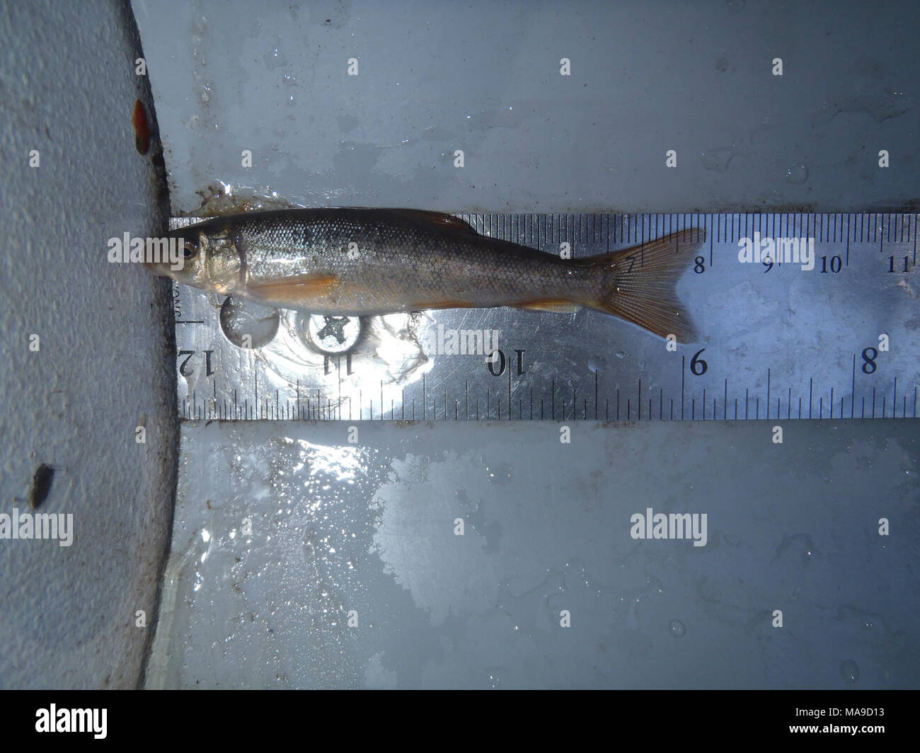 modoc sucker #1. Modoc sucker was listed as endangered in 1985 Stock ...