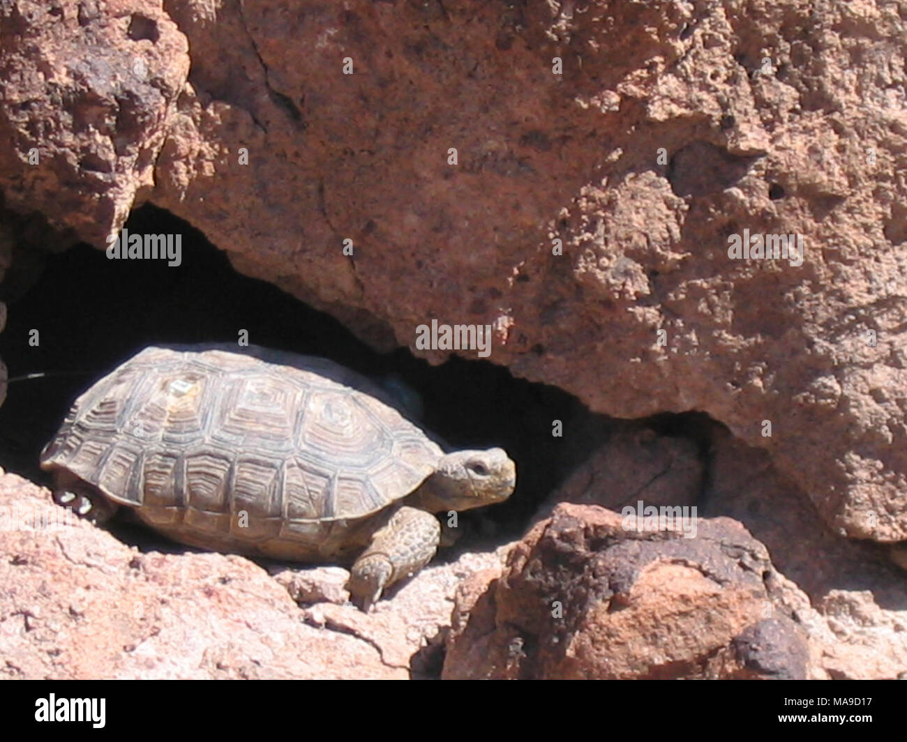 Mojave Desert Tortoise (Gopherus agassizii). Desert tortoise (Gopherus ... Mojave Desert Tortoise (Gopherus agassizii). Desert tortoise (Gopherus ...