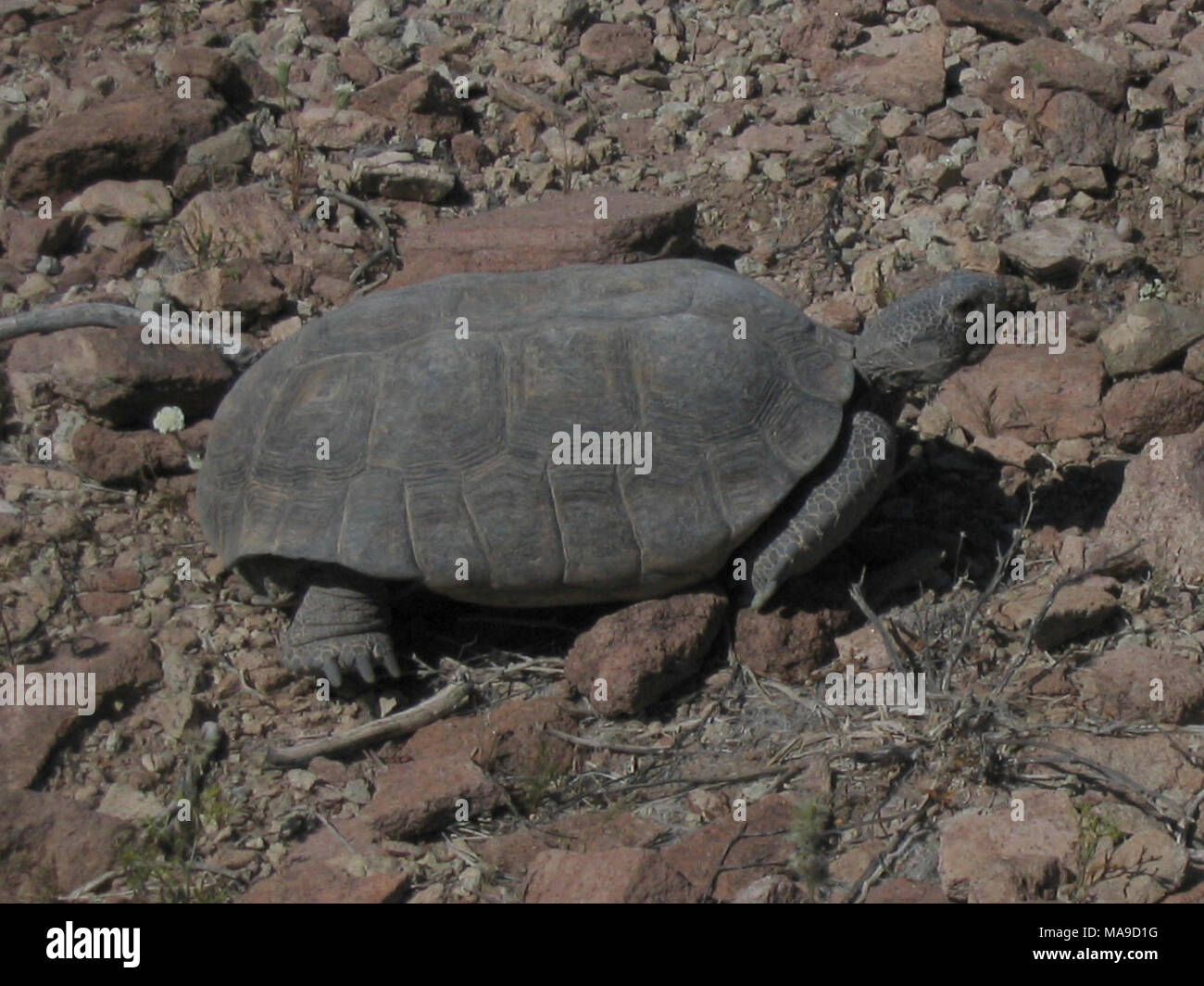 Mojave Desert Tortoise (Gopherus agassizii). Desert tortoise (Gopherus agassizii) commonly known ...