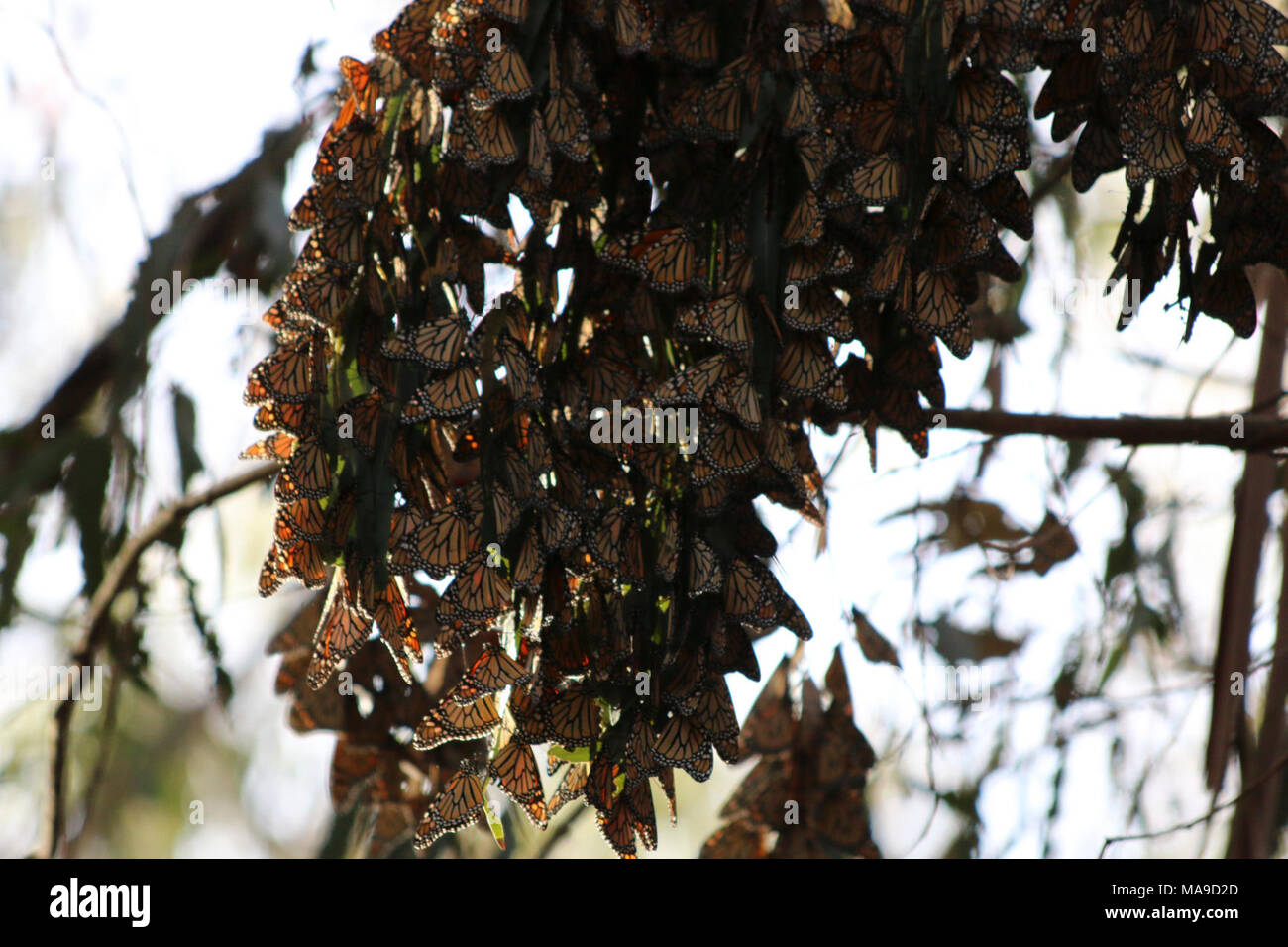 Overwintering monarch butterflies hi-res stock photography and images ...