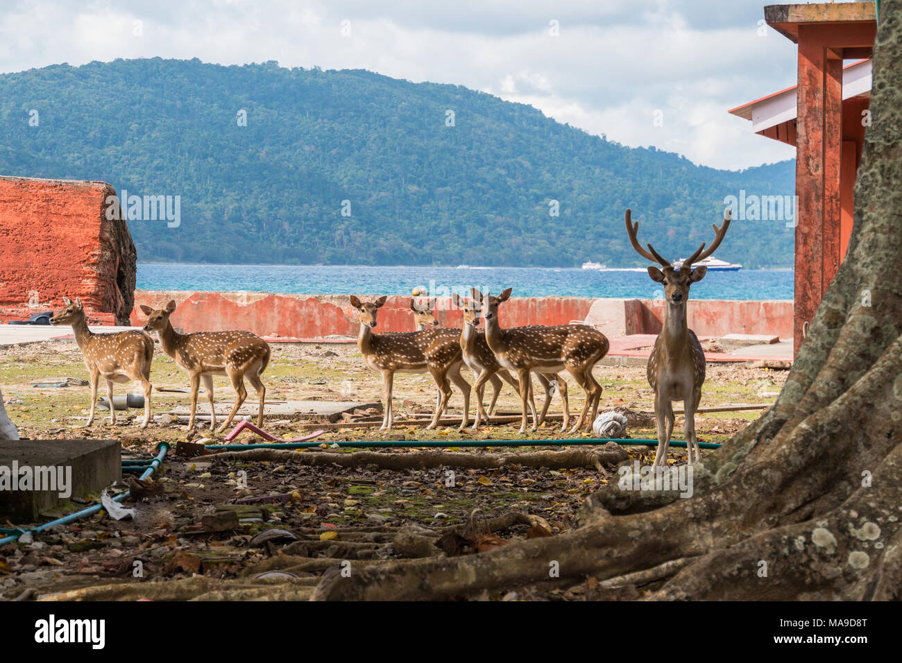 Rossisland High Resolution Stock Photography and Images - Alamy