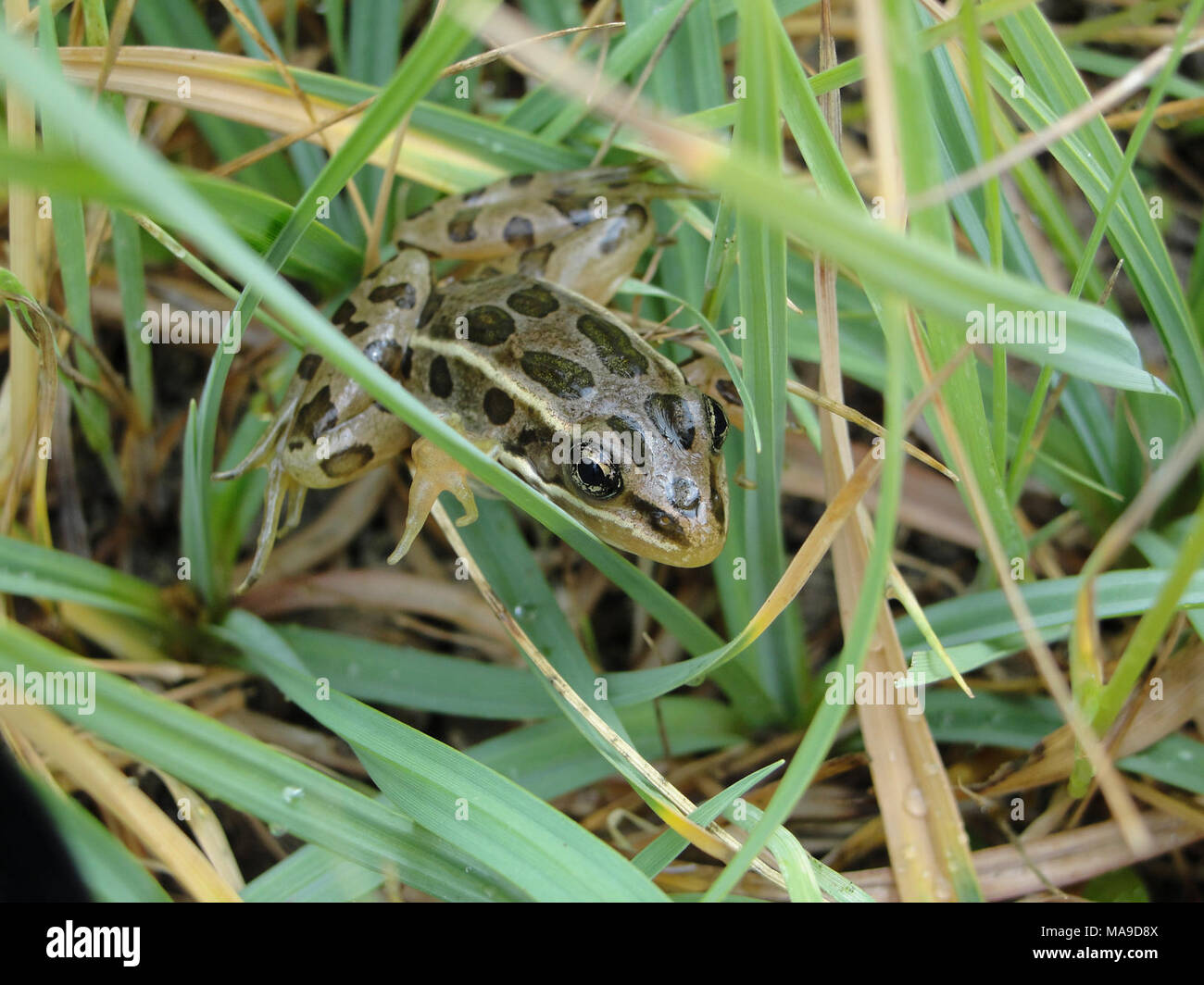 Nevada frog hi-res stock photography and images - Alamy