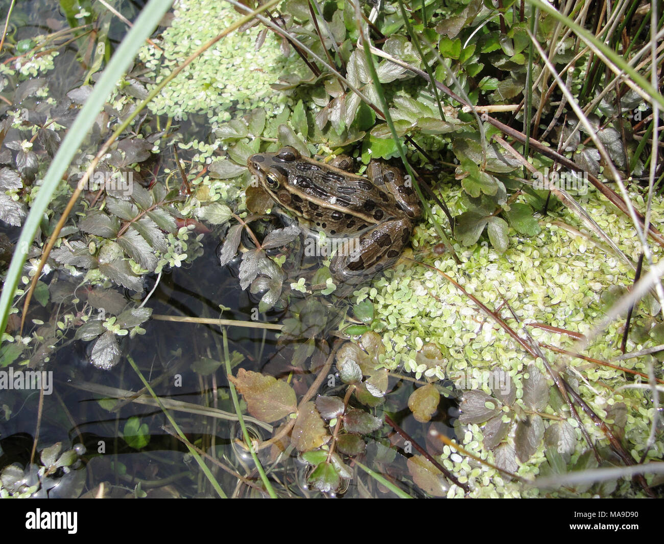Northern Leopard Frog. Northern leopard frog (Rana pipiens ) occurring ...