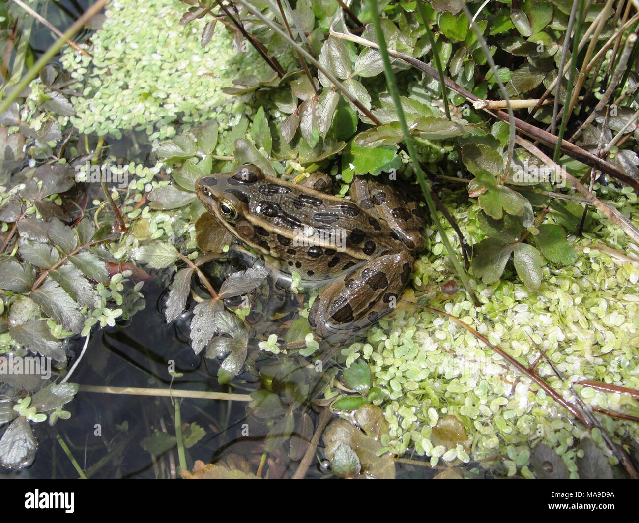 Northern Leopard Frog. Northern leopard frog (Rana pipiens ) occurring ...