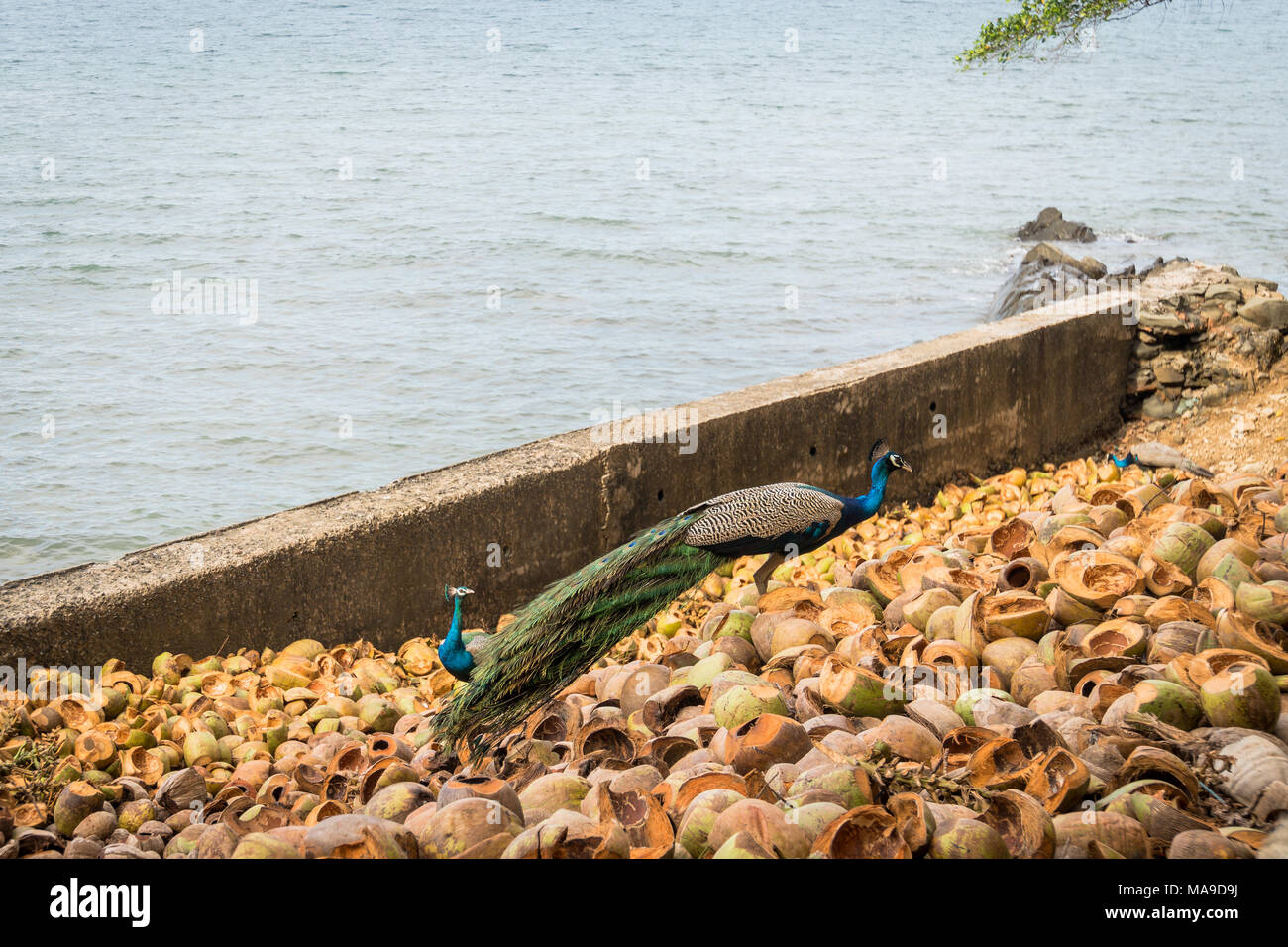Beautifulpeacock hi-res stock photography and images - Alamy