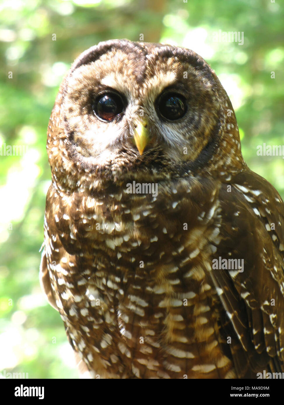 Northern Spotted Owl. The threatened Northern Spotted Owl on the ...