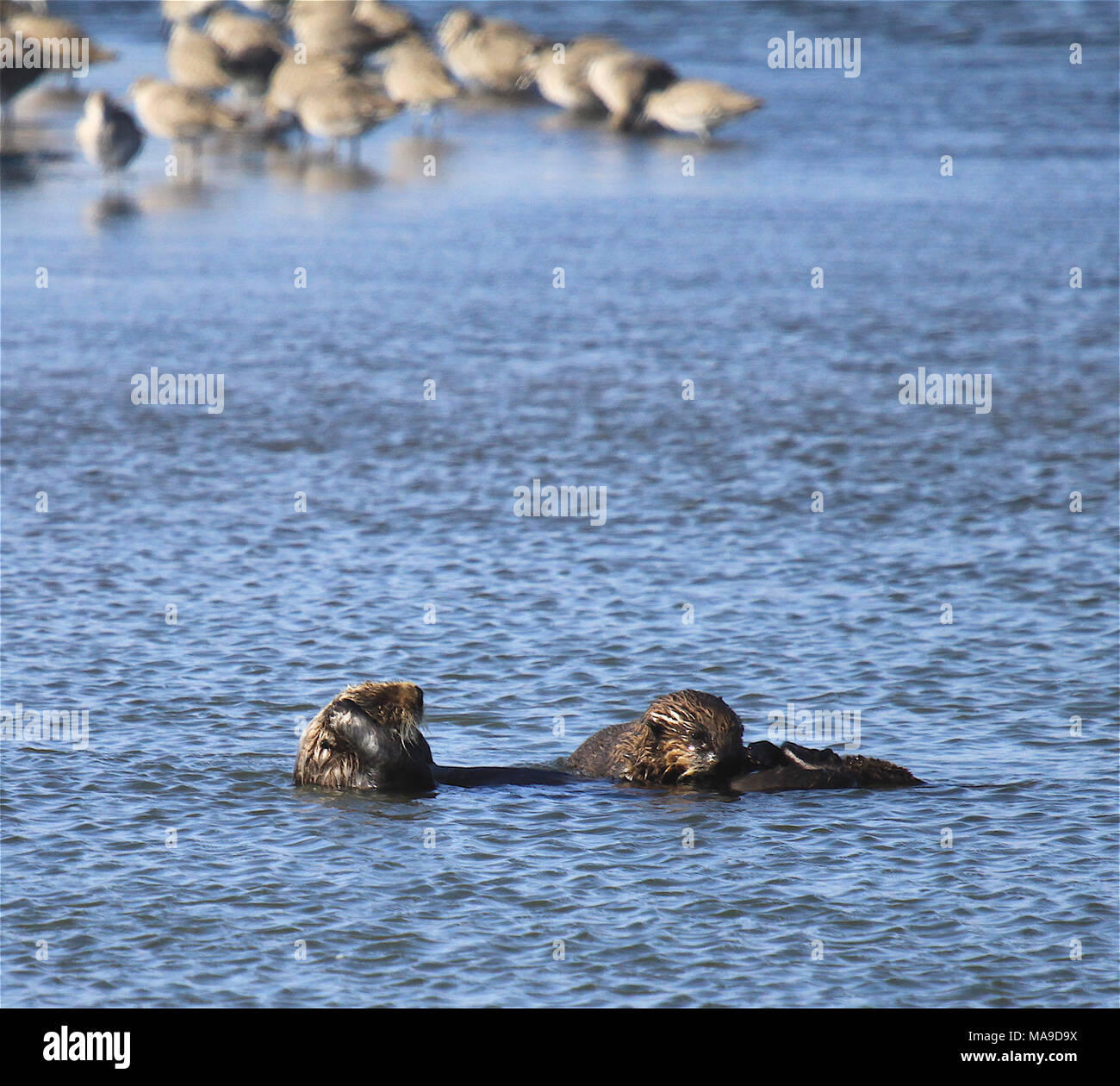 Female sea otters hi-res stock photography and images - Alamy