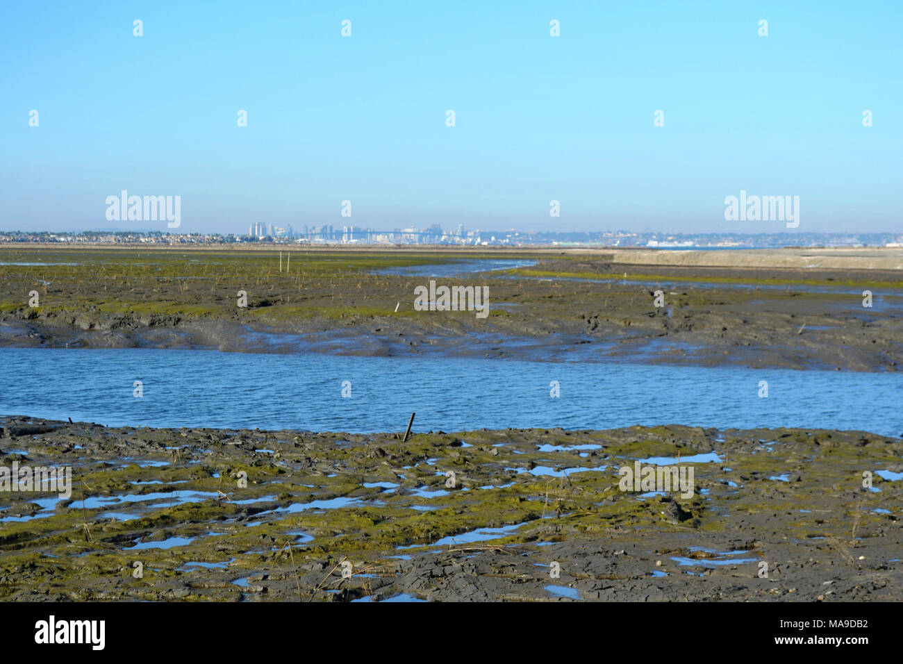Otay River water flows into the newly-breached former salt ponds ...