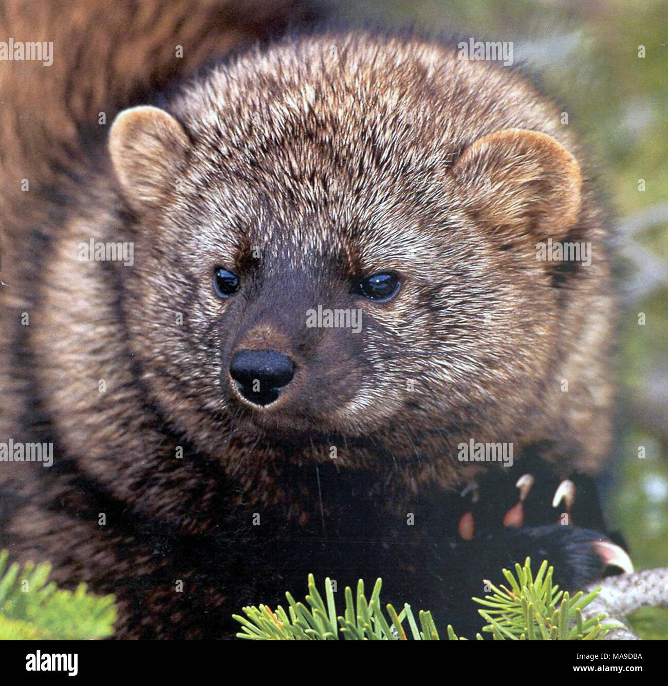 Pacific fisher wildlife hi-res stock photography and images - Alamy