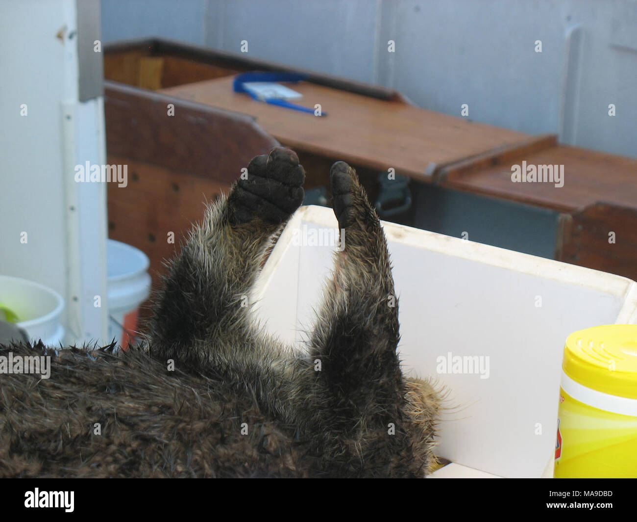 Padded front paws. This close-up of a sedated wild sea otter shows its ...