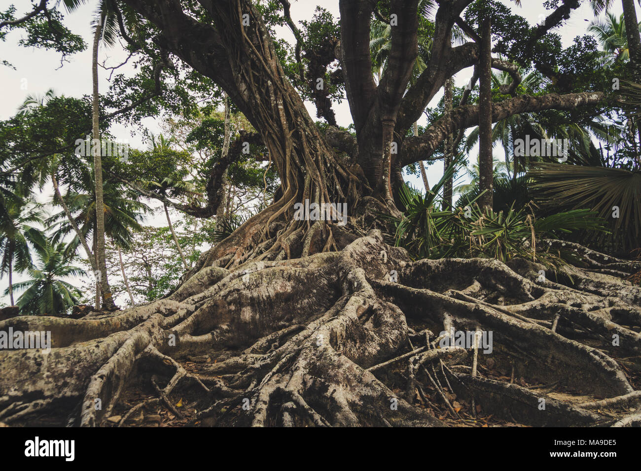 Old tree with large roots in the dense thickets of the jungle in ...