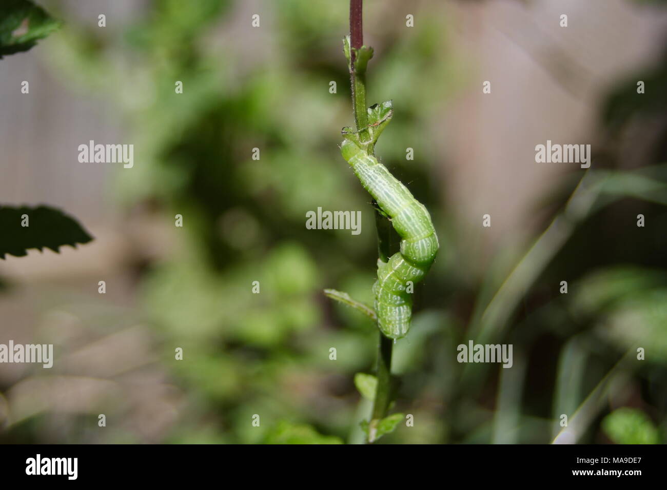 Cabbage white butterfly caterpillar hi-res stock photography and images ...