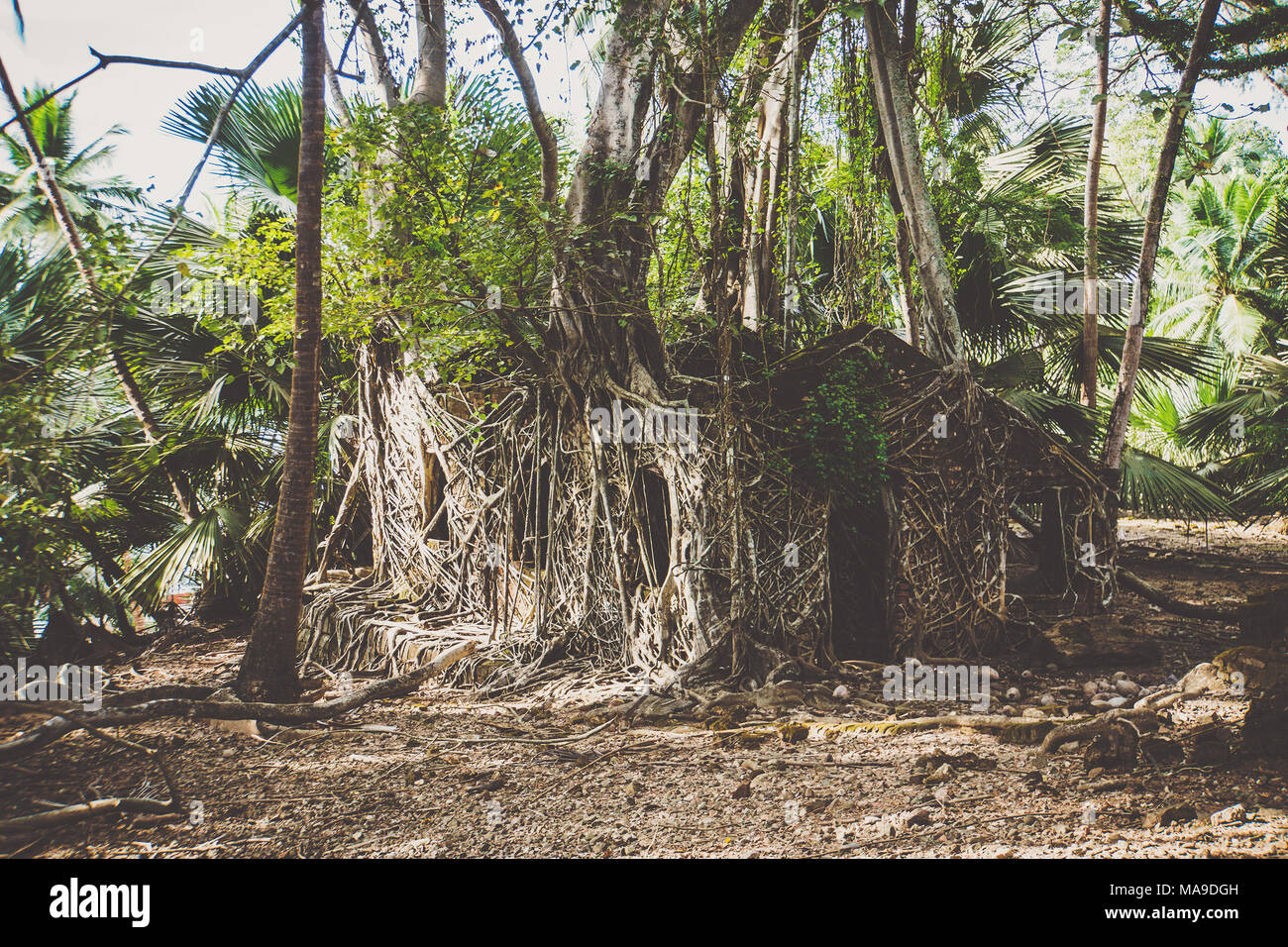 Trees growing on an abandoned house. Traces of ancient civilization ...