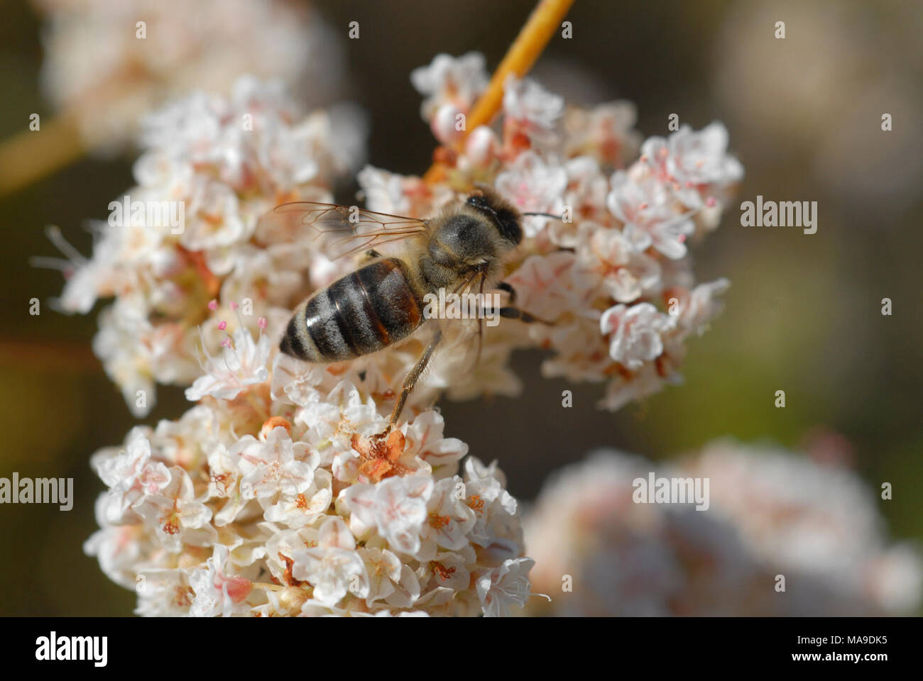 Pollinators Honeybee on California buckwheat. Taken during monthly hiking series on the San ...