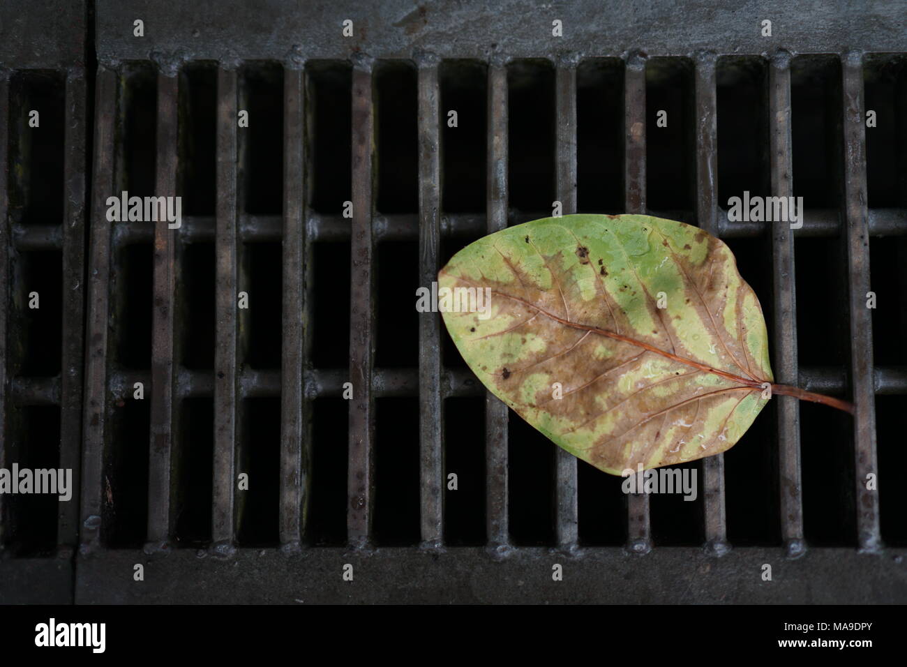 Different pattern of leaves Stock Photo - Alamy