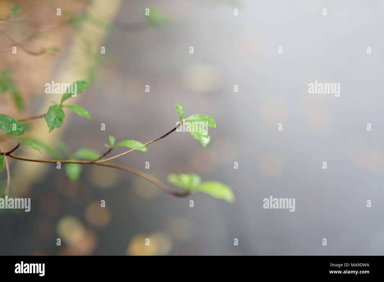 A tiny tree branch Stock Photo - Alamy