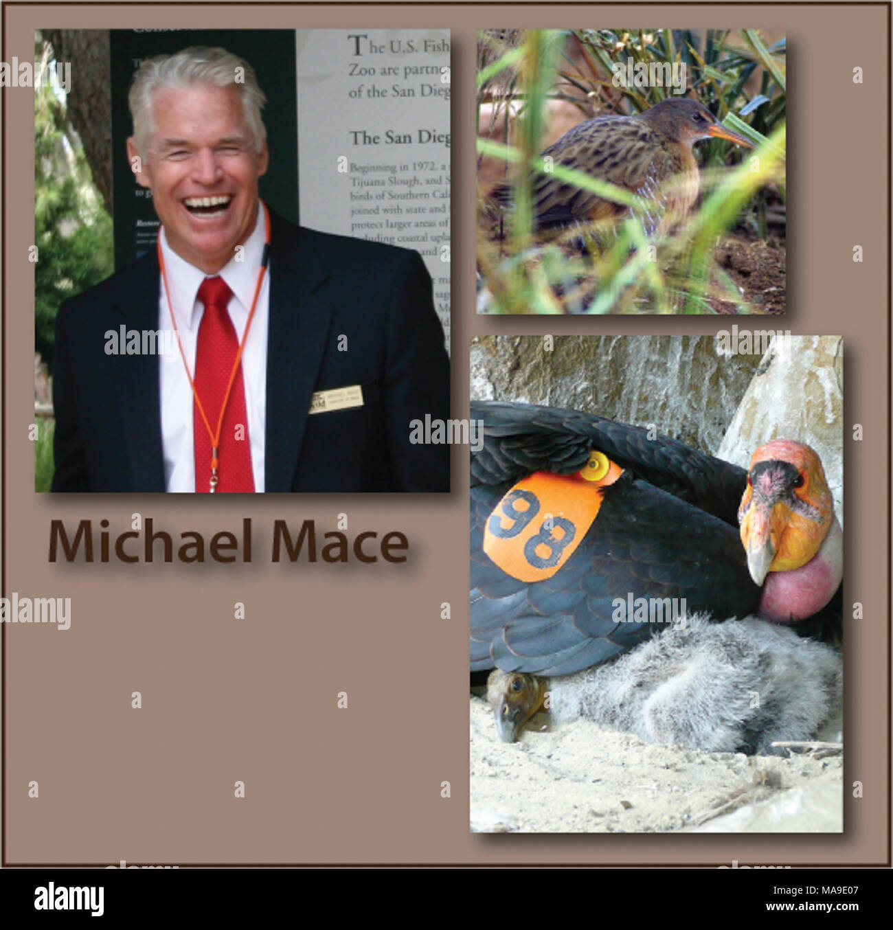 Recovery Champion Michael Mace, curator of Birds at the San Stock Photo ...