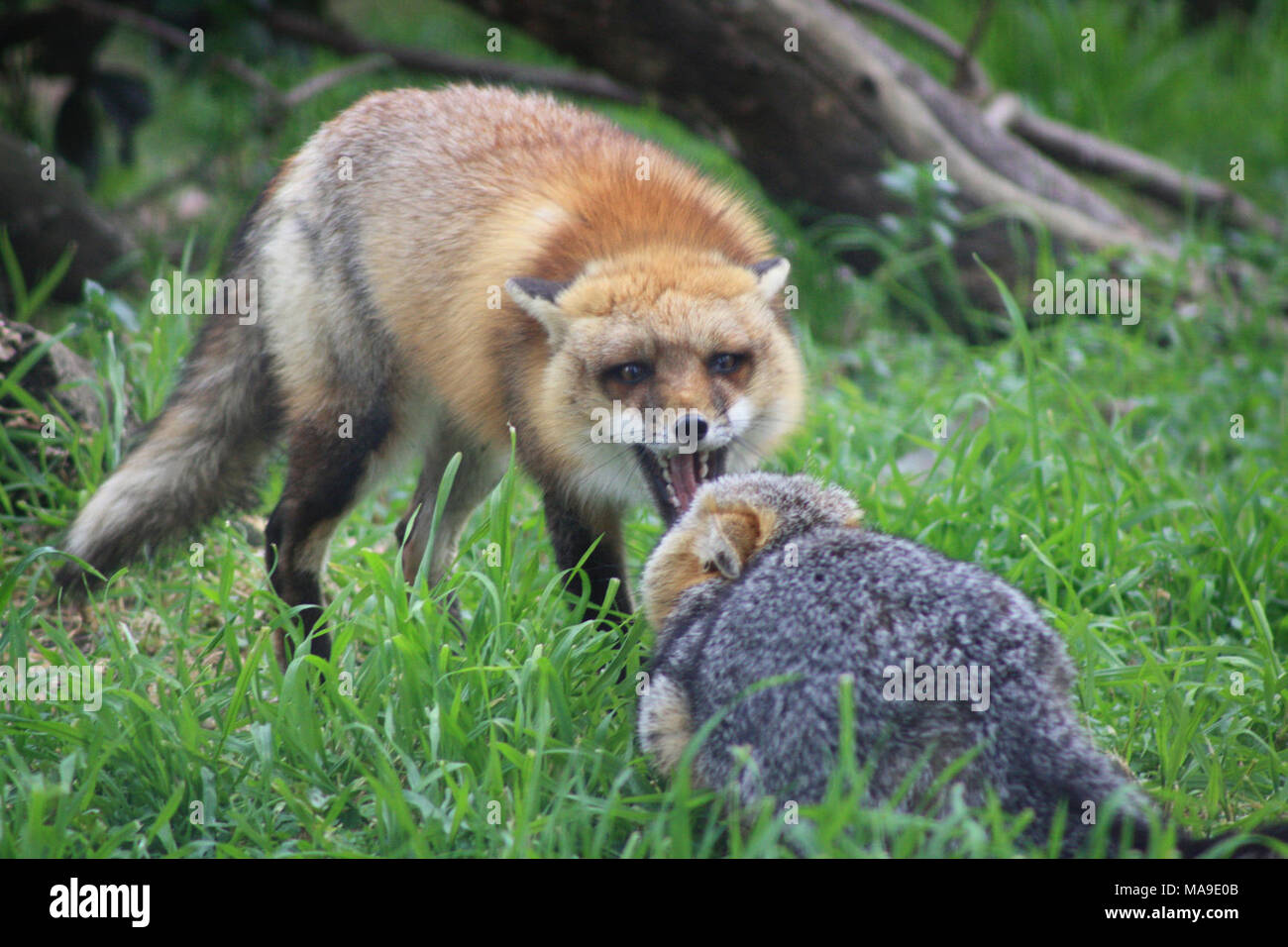 Red and Grey Foxes establishing territory on San Joaquin NWR. One of ...