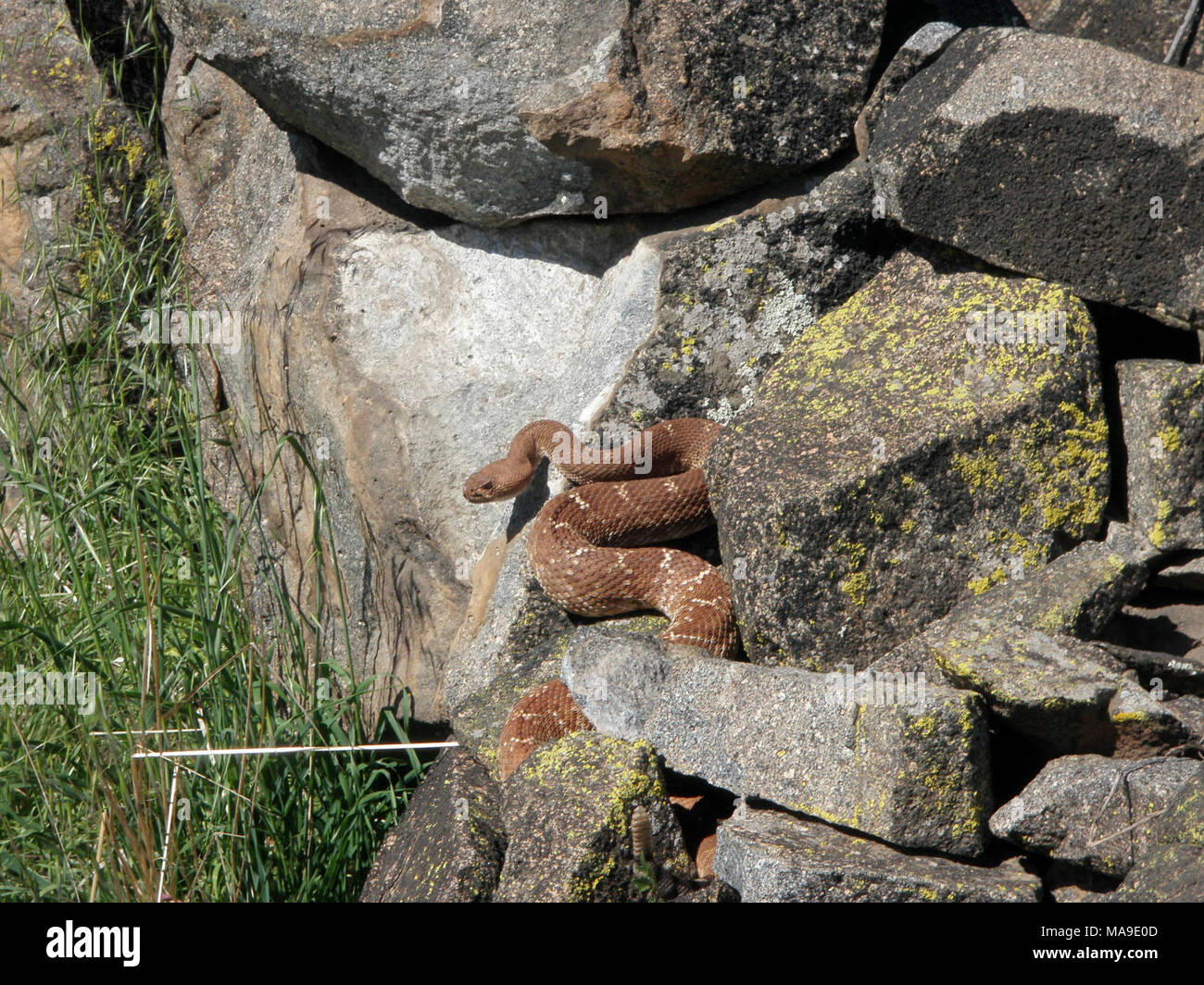 Red diamond back rattlesnake Stock Photo - Alamy