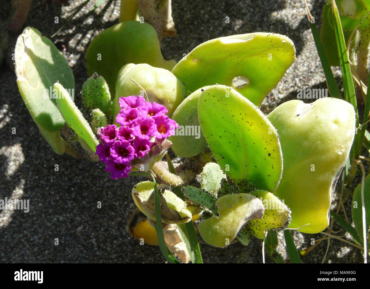 Red sand verbena (Abronia maritima). The red sand verbena is a ...