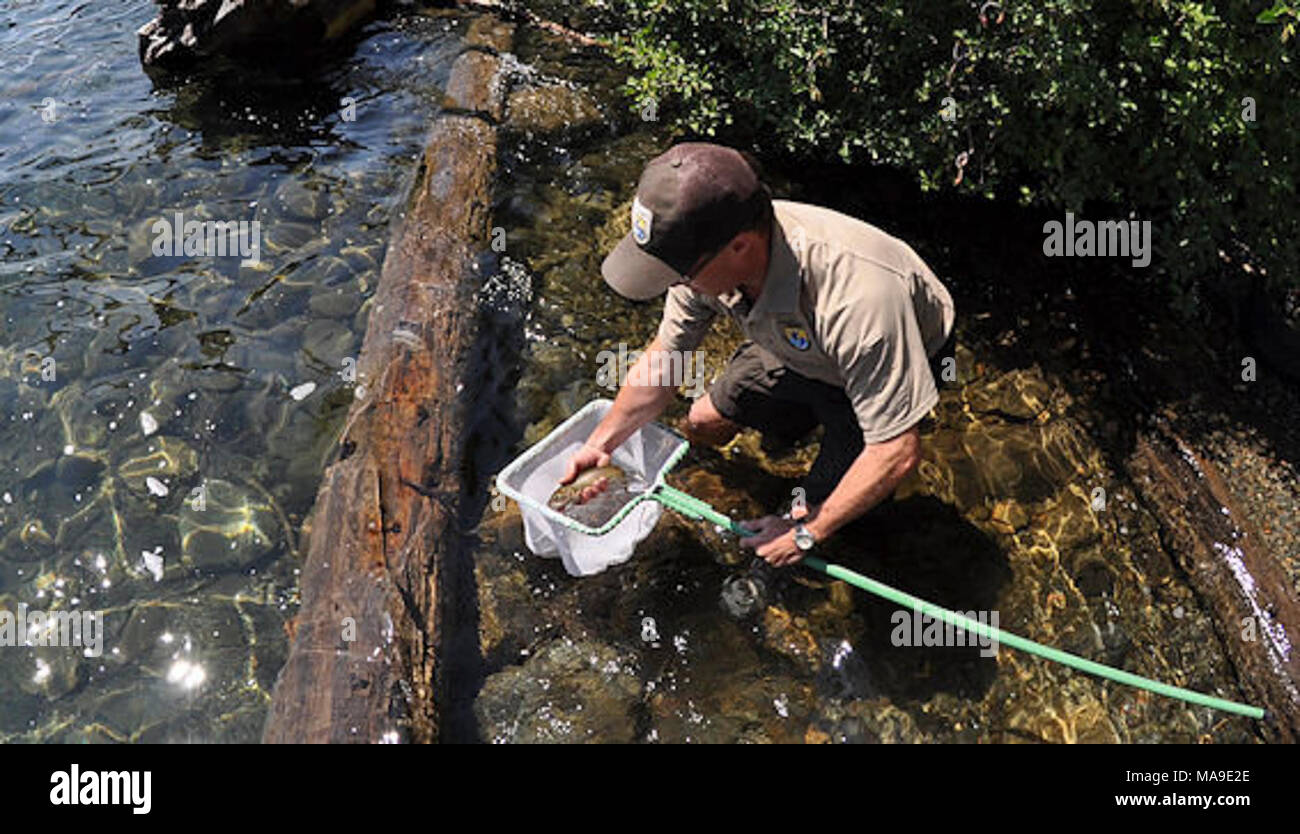 Lake lahontan fish hi-res stock photography and images - Alamy