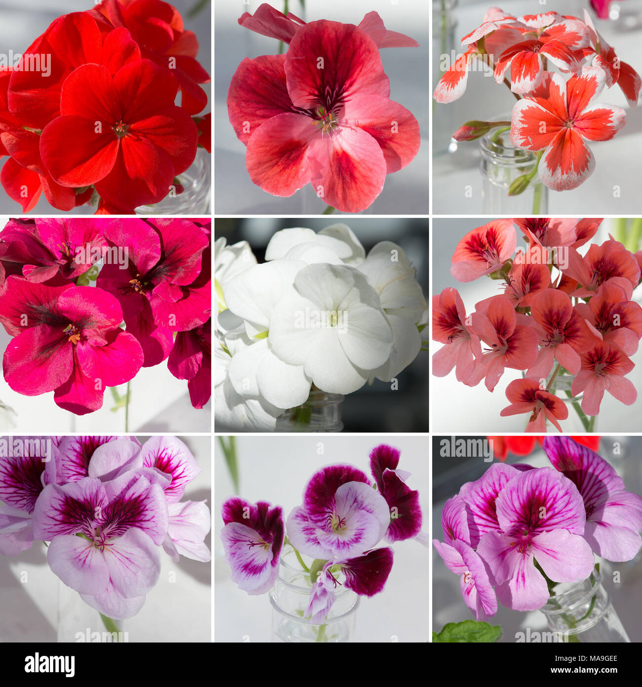 08 March 2018, Germany, Quedlinburg: Picture combo composed of nine ...