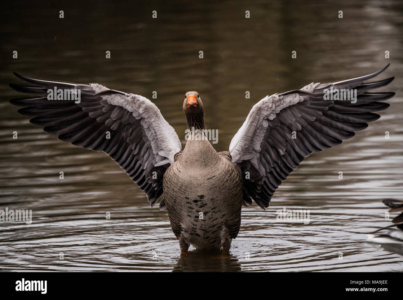 War of the birds hi-res stock photography and images - Alamy
