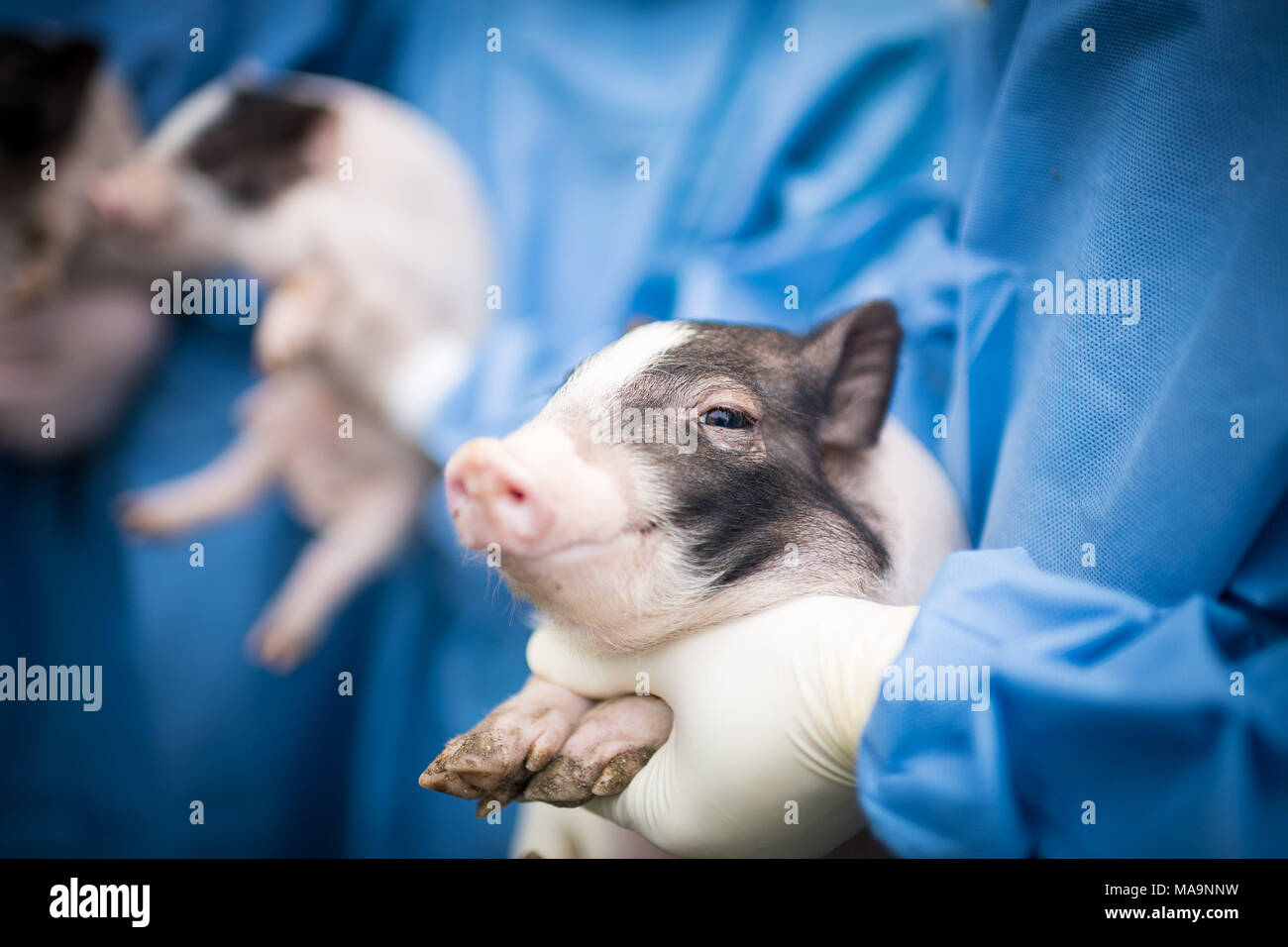 Chinese academy of sciences pig hi-res stock photography and images - Alamy