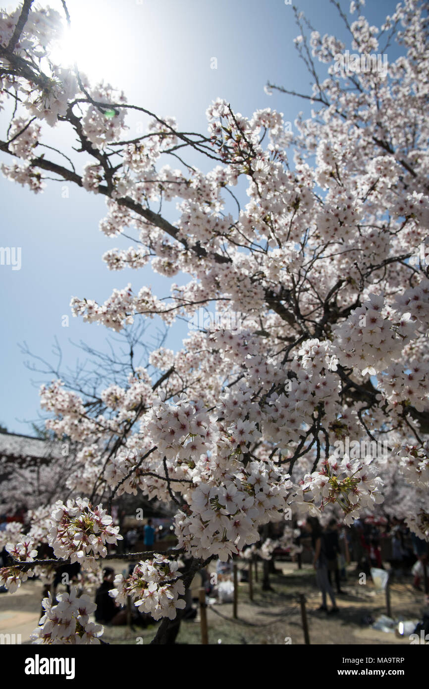 Ohanami blossom hi-res stock photography and images - Alamy