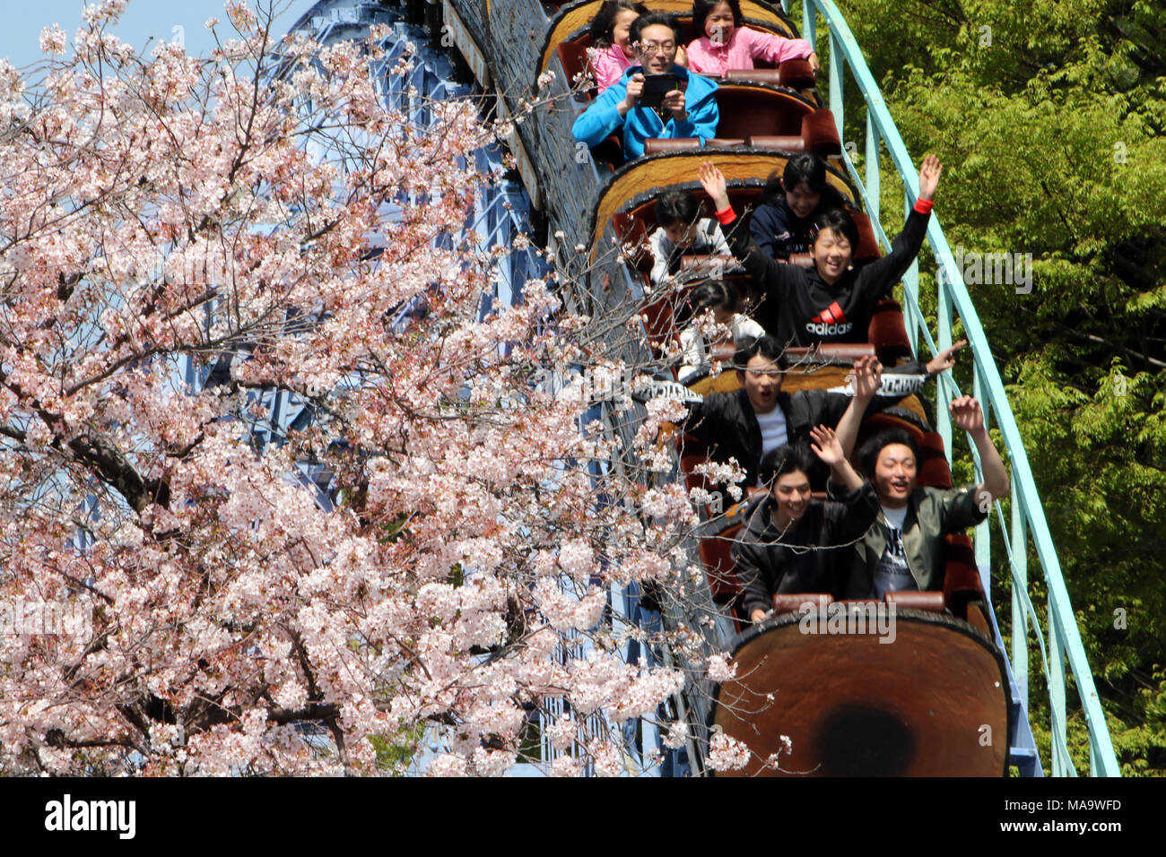 Tokyo, Japan. 31st Mar, 2018. People enjoy to see fully bloomed cherry ...