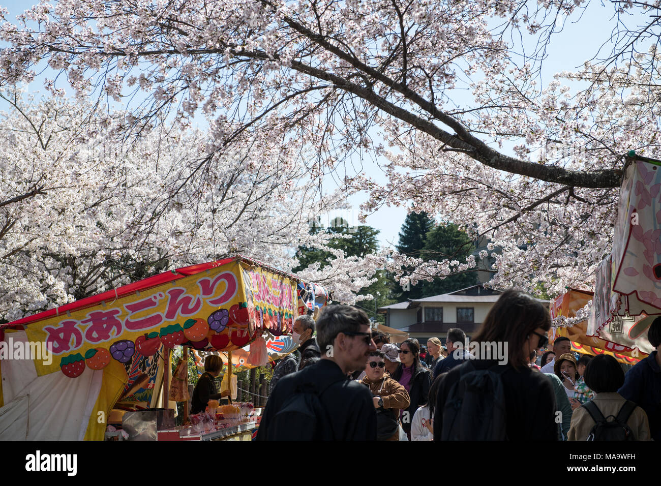 Kyoto, Japan, 31 Mar 2018. Tourists enjoy spring season near cherry blossom trees in full bloom ...