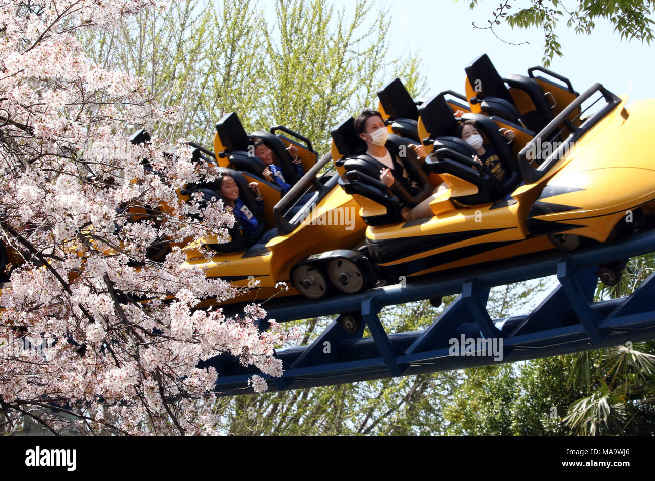 Tokyo, Japan. 31st Mar, 2018. People enjoy to see fully bloomed cherry ...