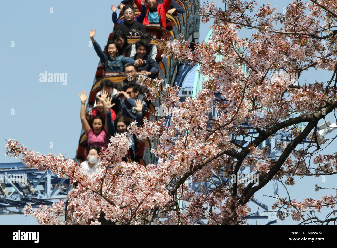 Tokyo, Japan. 31st Mar, 2018. People enjoy to see fully bloomed cherry ...