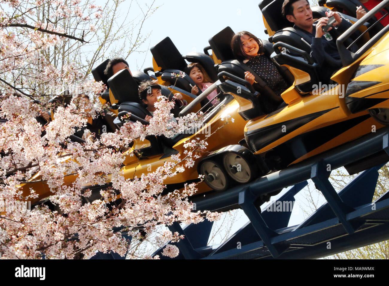 Tokyo, Japan. 31st Mar, 2018. People enjoy to see fully bloomed cherry ...