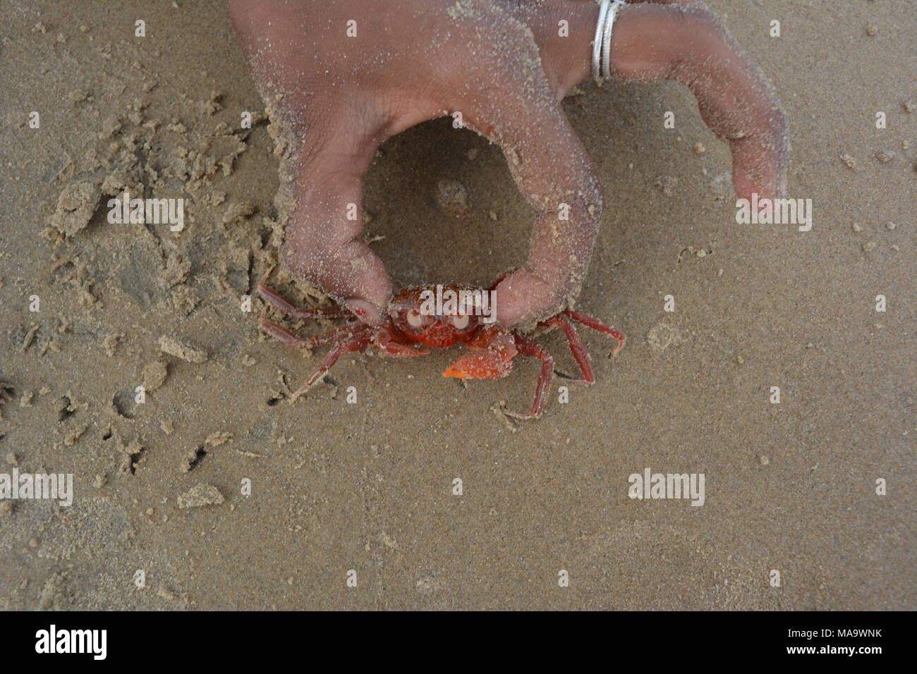 Mandarmani , West Bengal, India. 30th March 2018. Red Crab at ...