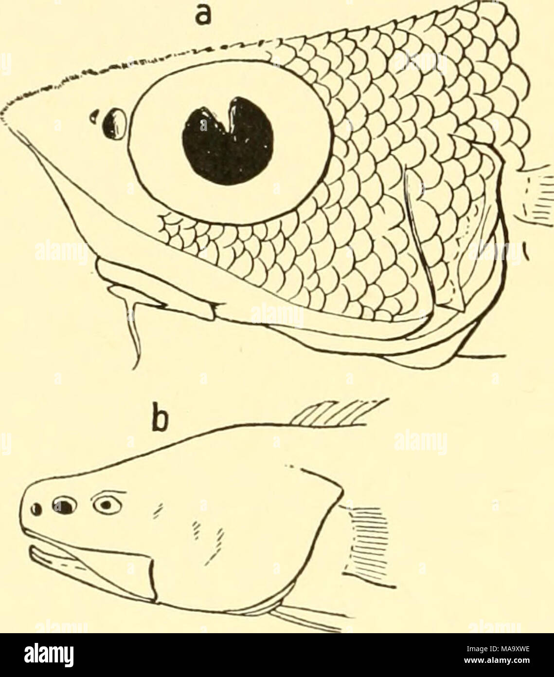 . Ecological animal geography; an authorized, rewritten edition based ...