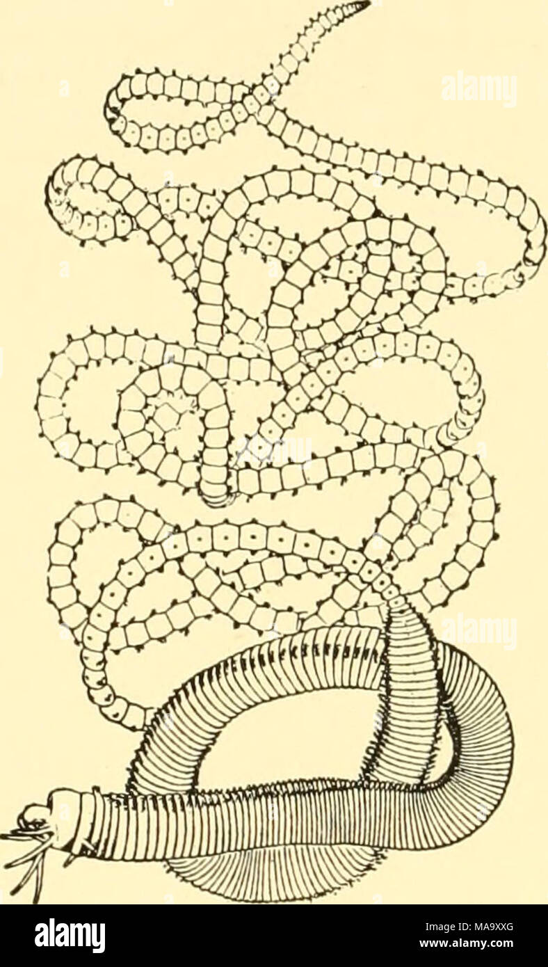 Palolo worm hi-res stock photography and images - Alamy